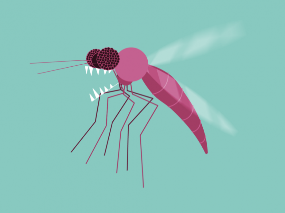 The Secret Life of Midges – TV titles & animation « ISO